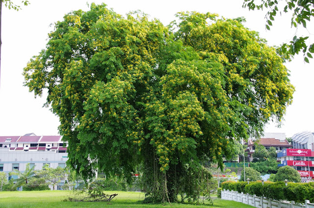 Trees and Plants: Angsana