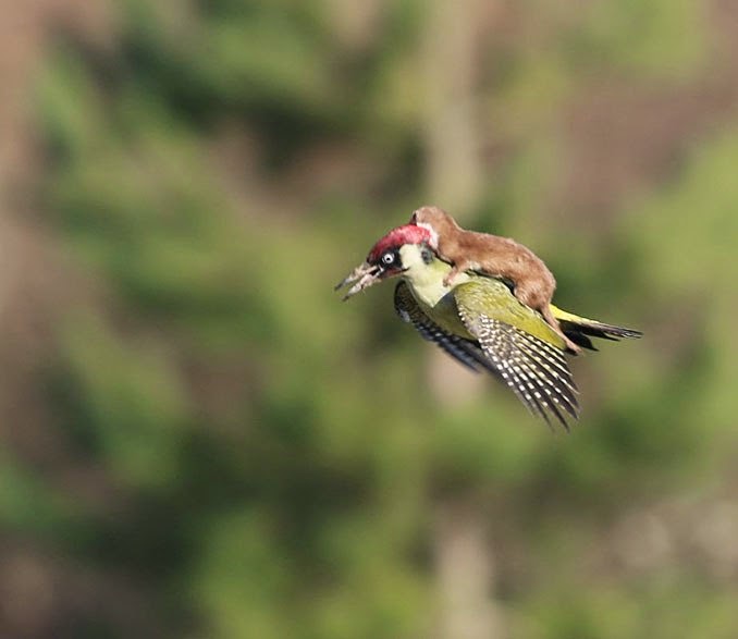 Interesting Green: Weasel photographed riding on a woodpecker's back