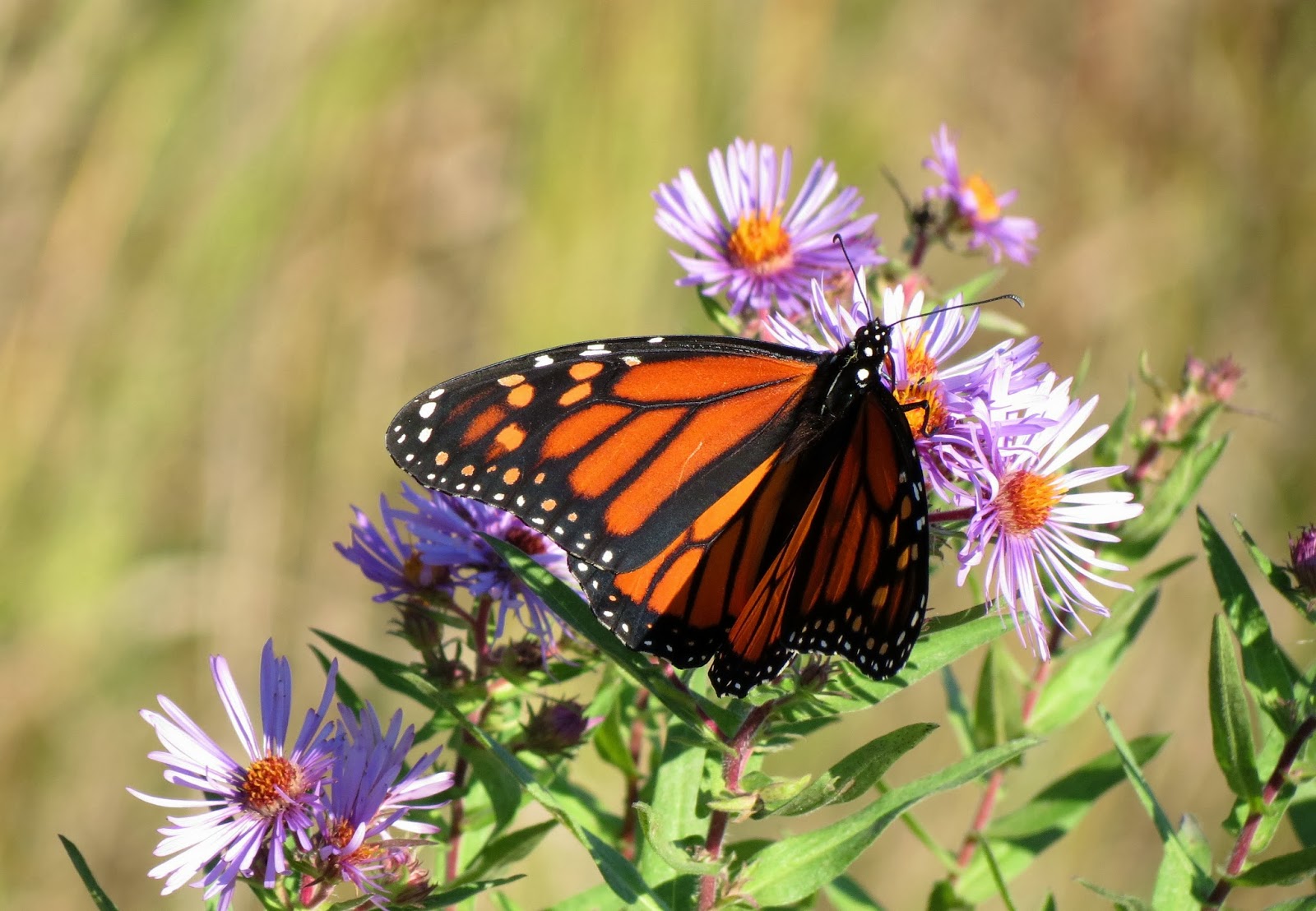 First Monarch of the Year - Travels With Birds