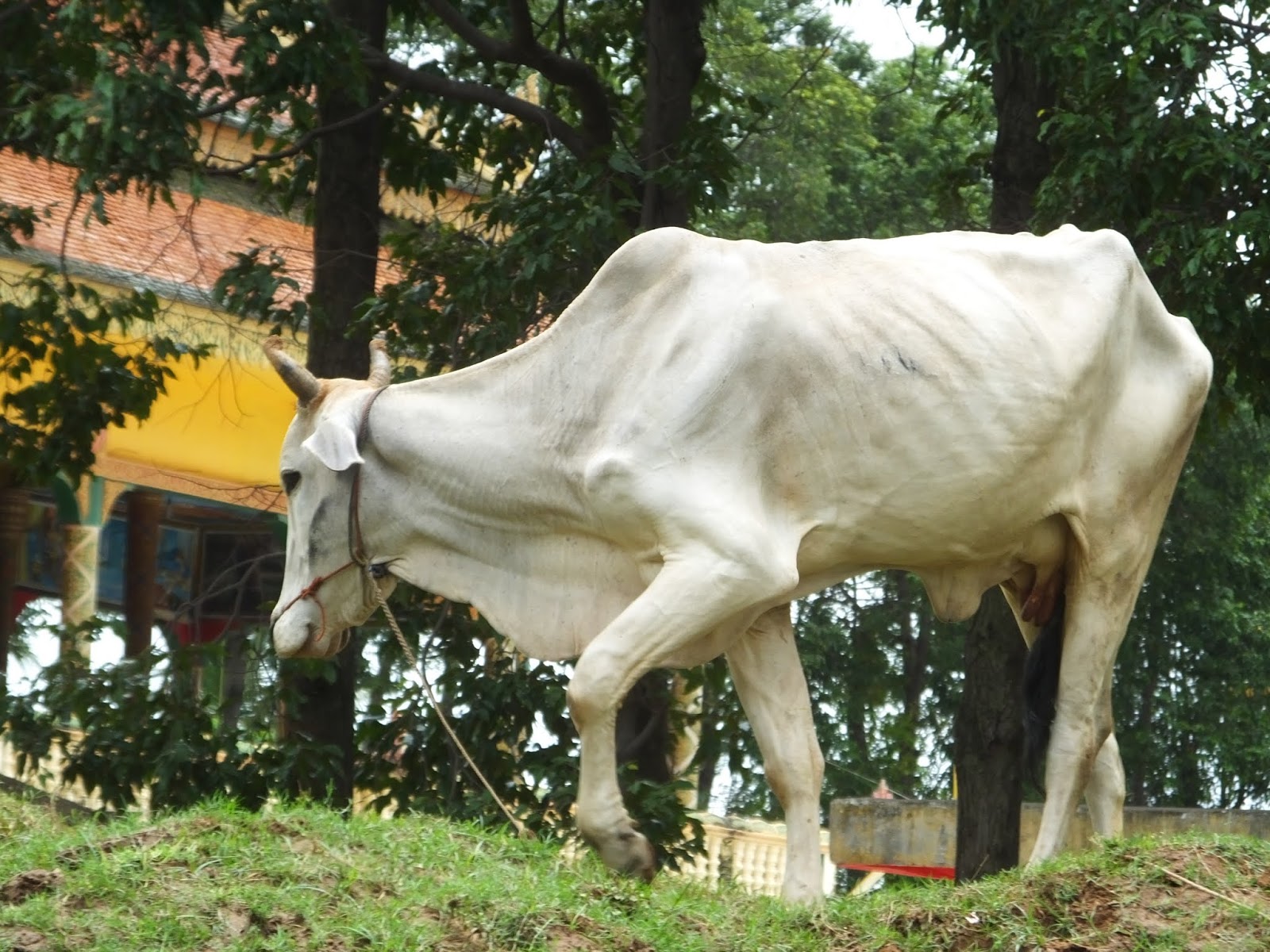 Cambodia cows