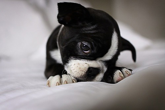 Cute Puppy Dogs: Cute Boston terrier puppy