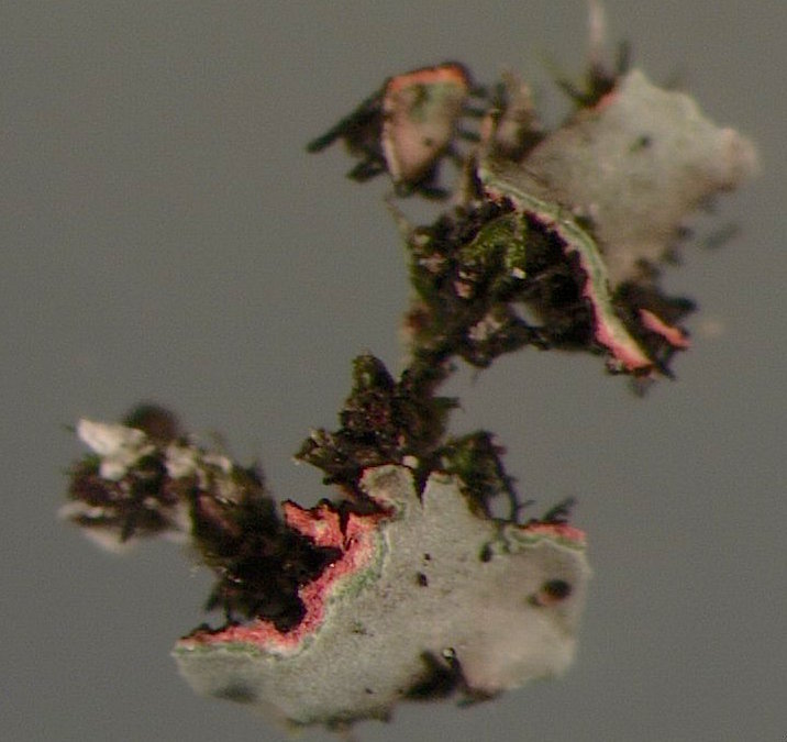 Collection: Nonvascular Plants : Specimen #12 Lichen