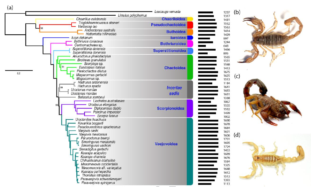 The Scorpion Files Newsblog: 2019