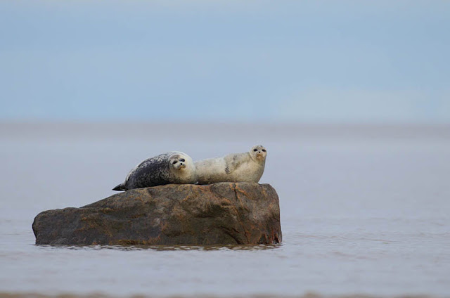 Ringed Seal | The Life of Animals