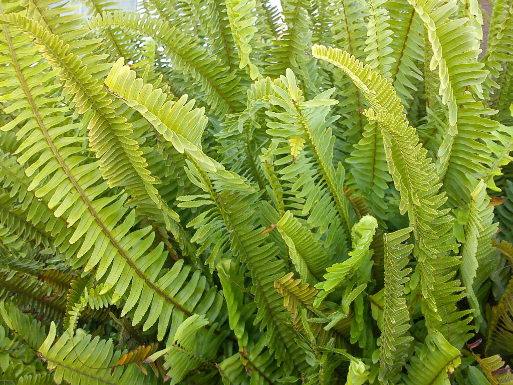 Nephrolepis exaltata | Pustaka Flora | Database Tanaman Landscape