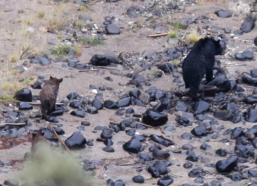 Notes from the Pens: A Place Calls Itself My Home