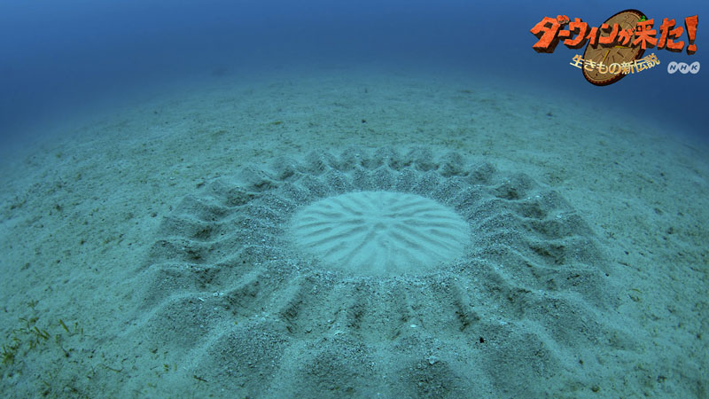 World Of Technology: Fish Creates Beautiful Sand Art in the Name of Love