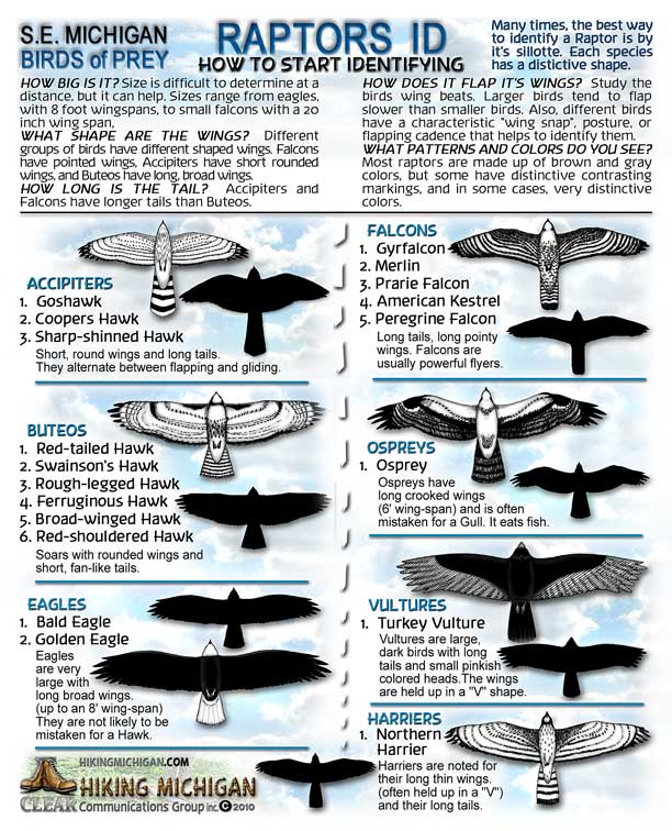 West County Hawkwatch Raptor Research Group : Birds of Prey silhouettes ...