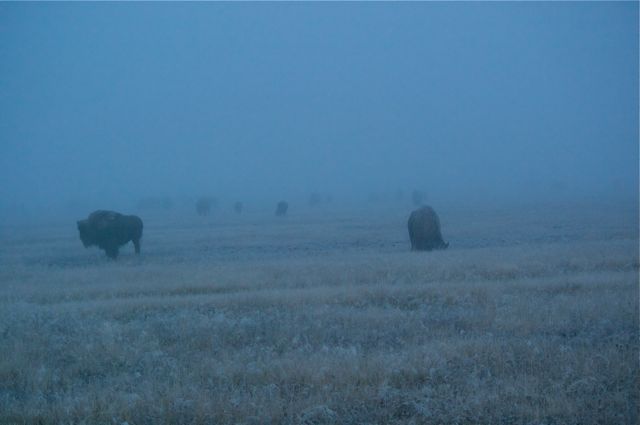 Montana Elk Hunting: Rifle For The American Bison