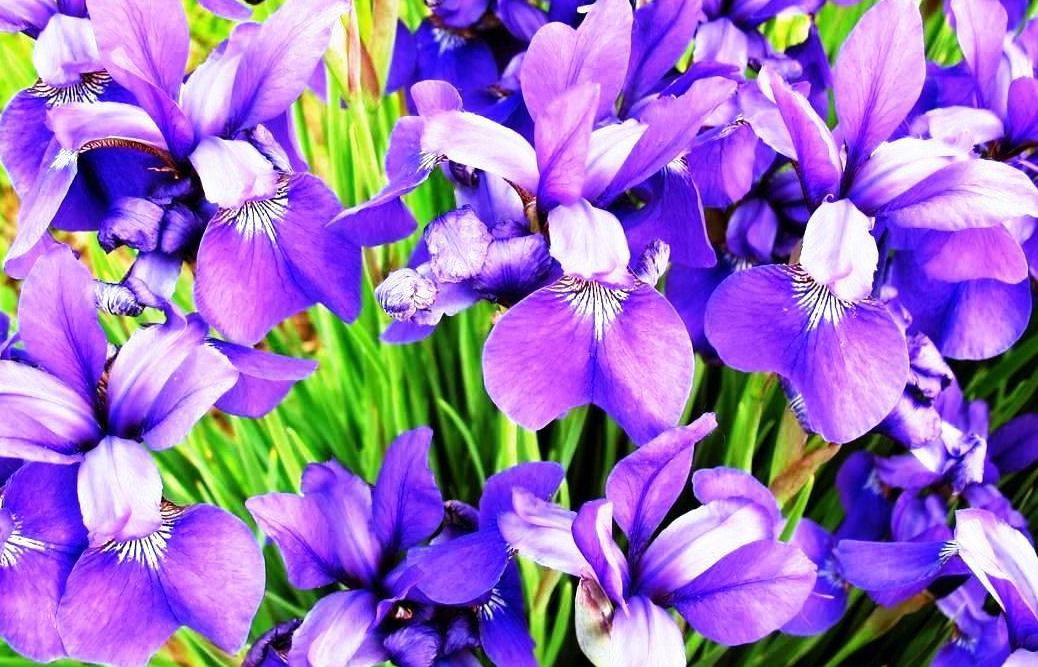 National Flower of Algeria