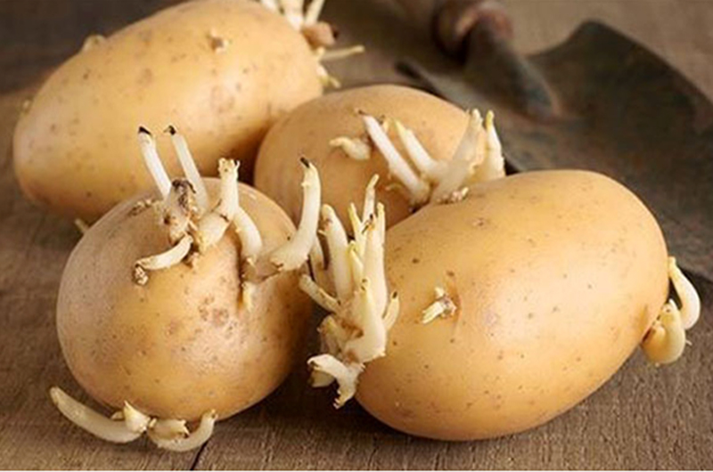 CARA PEMBIBITAN TANAMAN KENTANG AGAR HASIL MELIMPAH | Tips Petani