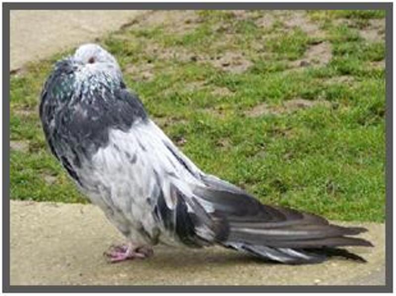 Hungarian Cropper | BD PIGEONS