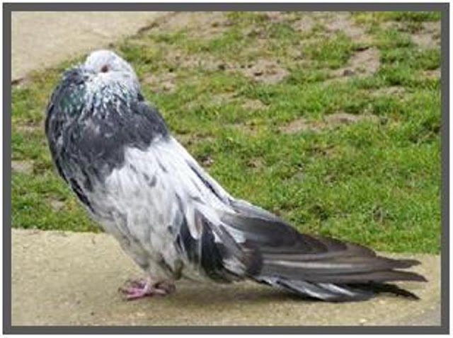 Hungarian Cropper | BD PIGEONS