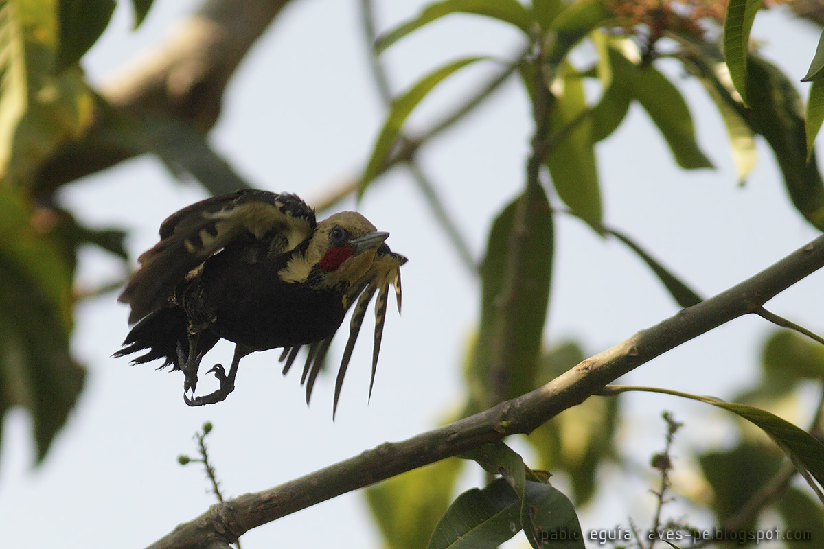 mis fotos de aves: Celeus lugubris Carpintero Real Sureño Pale-crested ...