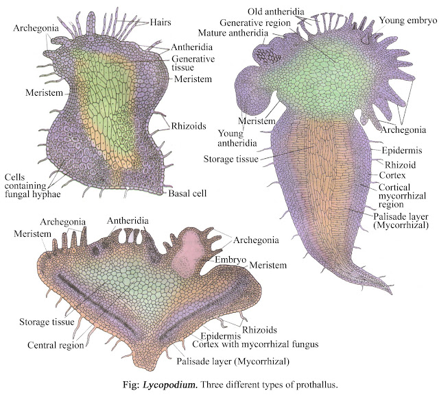 LYCOPODIUM - CLASSIFICATION, STRUCTURE OF SPOROPHYTE, REPRODUCTION ...