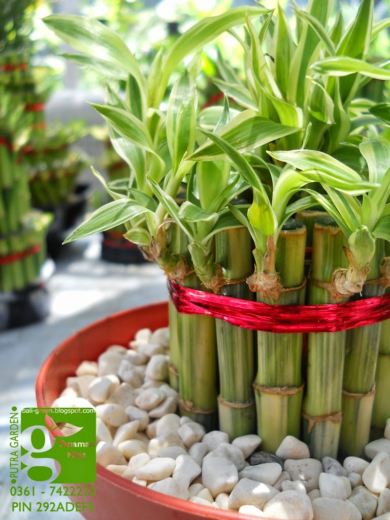 PUTRA GARDEN BALI: Distributor Tanaman Bambu Rejeki / Lucky Bamboo di Bali