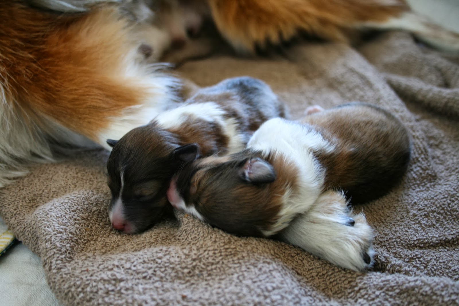 Hyper Hounds Shelties: Puppies Have Arrived!