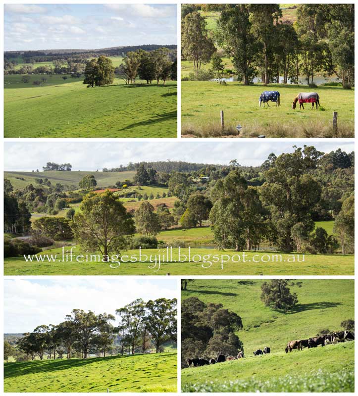 Life Images by Jill: How Green is my Valley - Ferguson Valley