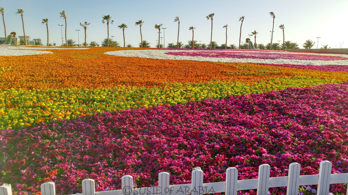 Jeddah Daily Photo: Saudi Arabia - Yanbu Flower Festival Still Going On
