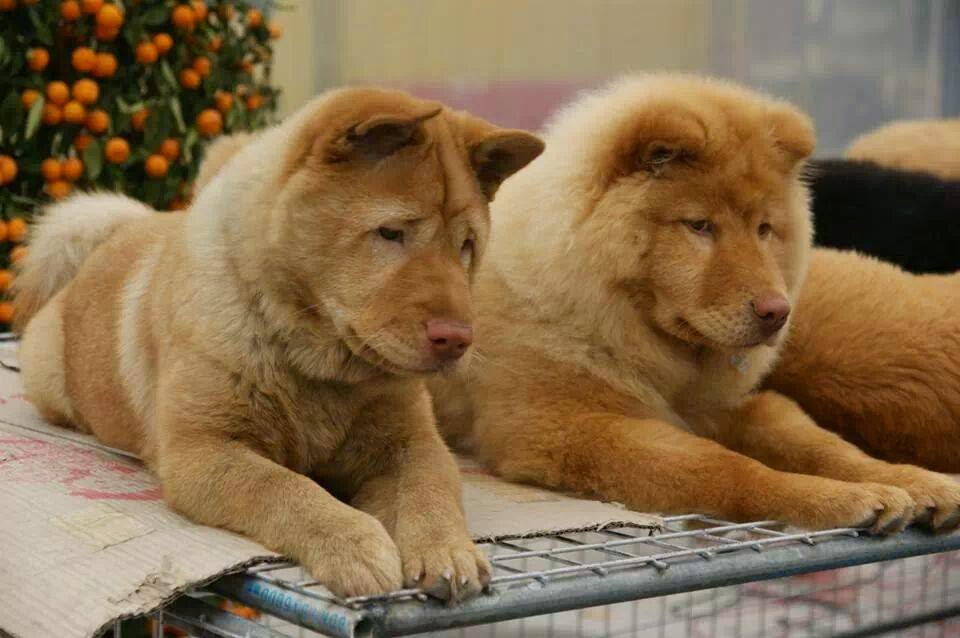 Infoseite zum traditional Shar Pei : Tang Dog