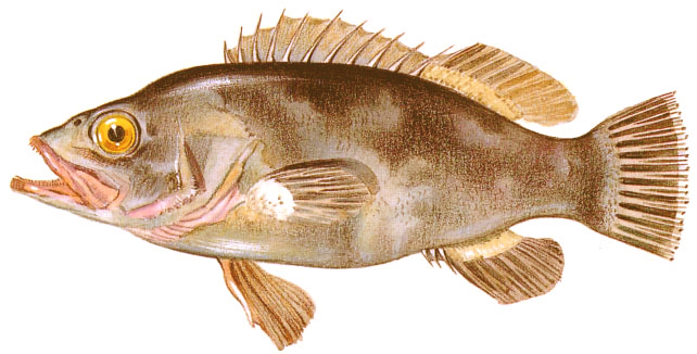 Gastronomía Canaria Magazine: El Cherne