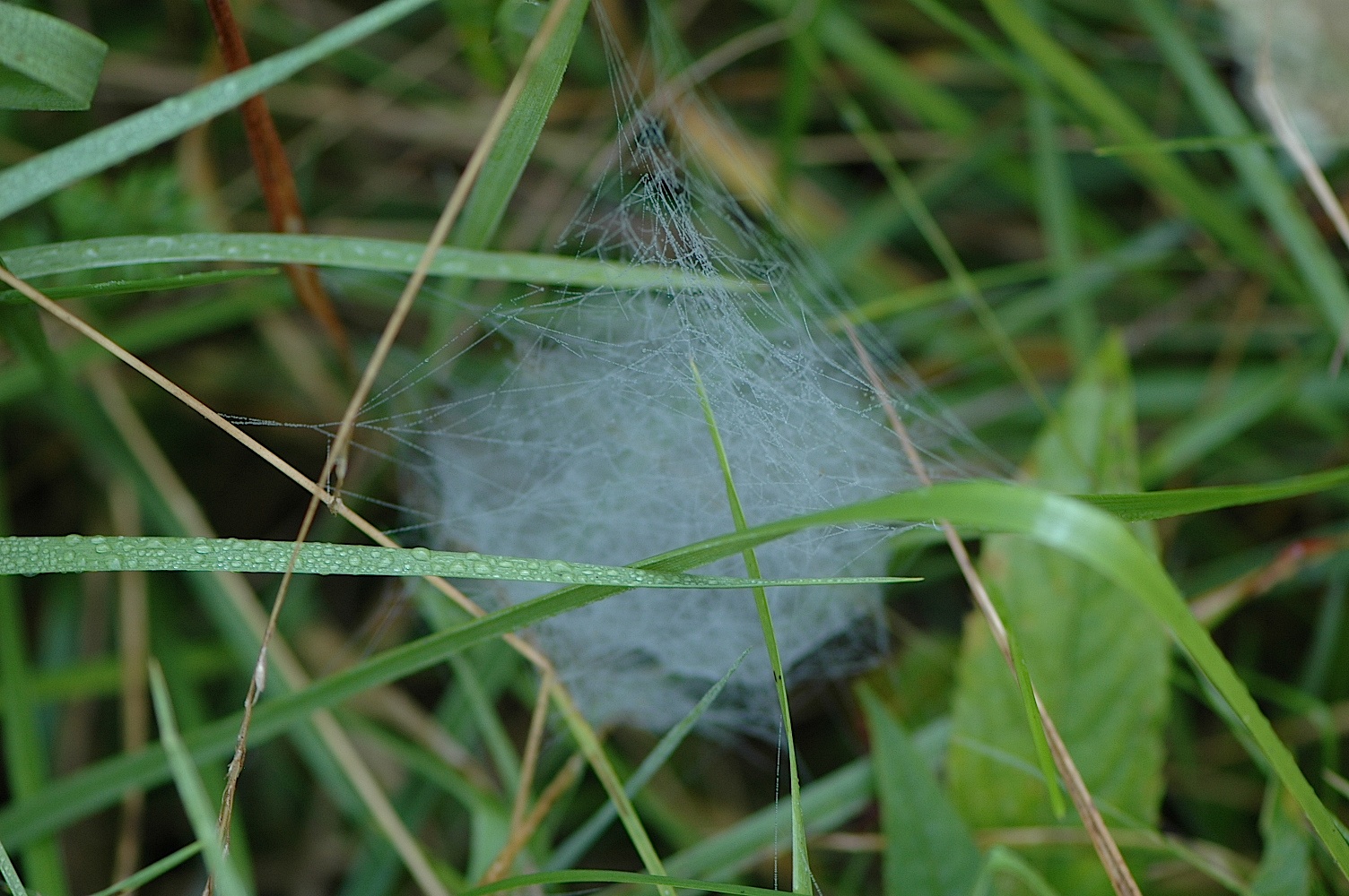 Field Biology in Southeastern Ohio: Ohio Spiders