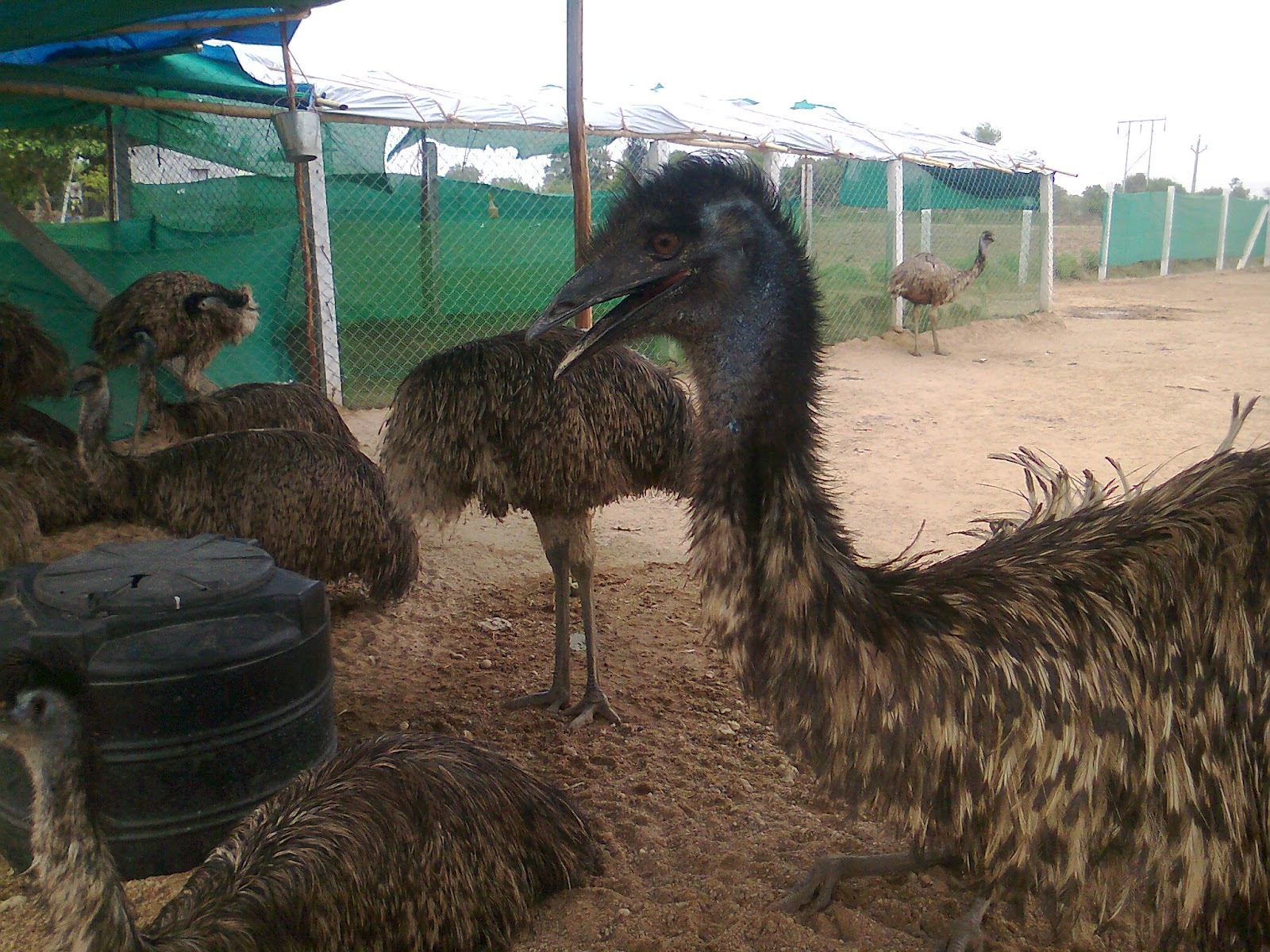 Green Gujarat state: emu farming in gujarat