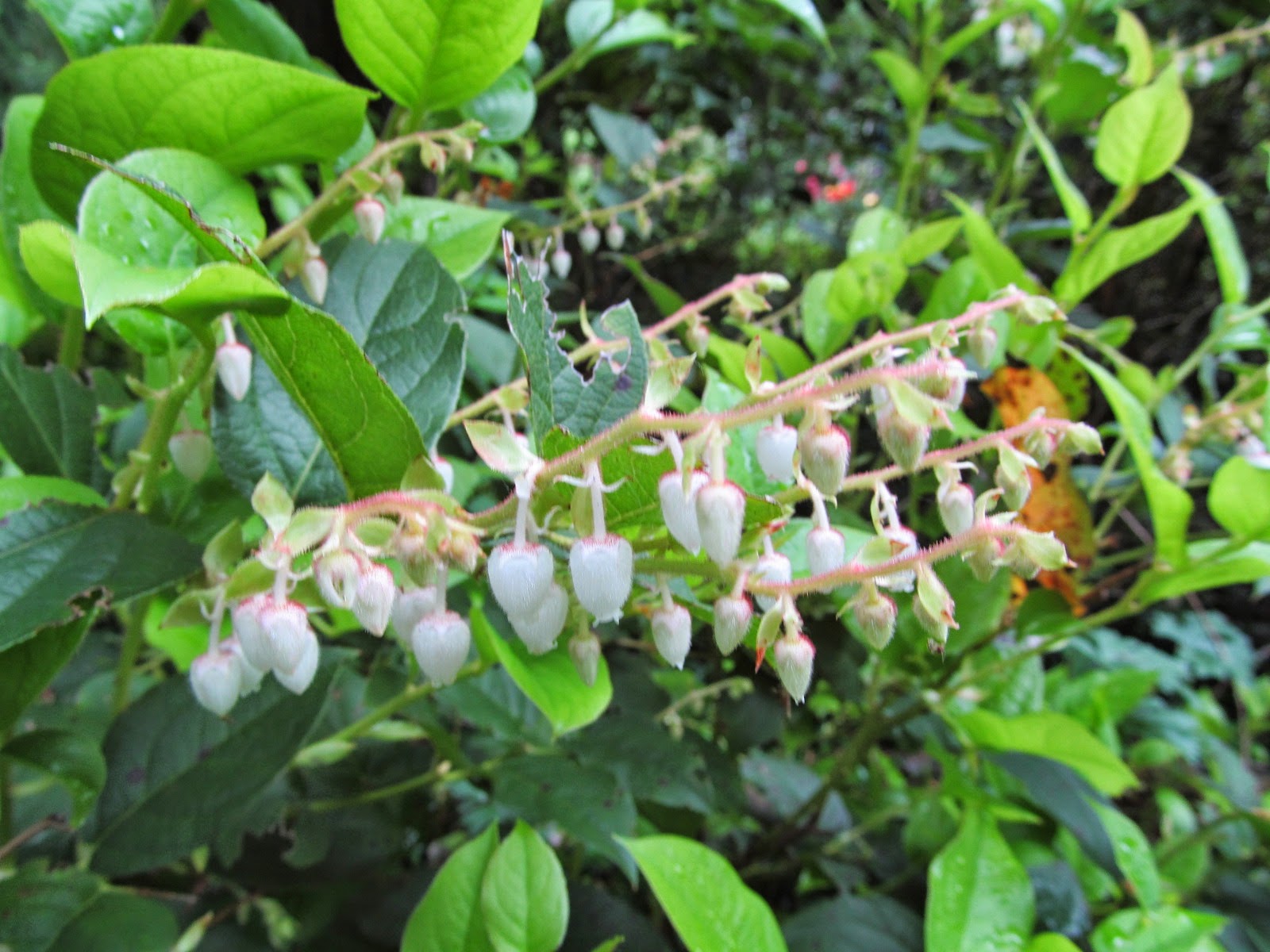 Weeding on the Wild Side: Wildflower Wednesday, May 28, 2014