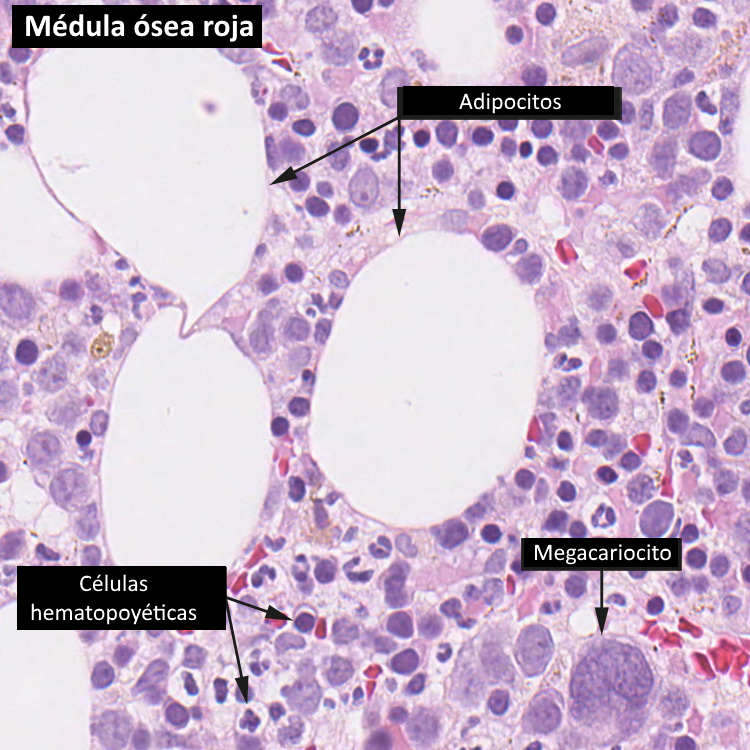 B.log.ia 2.0: El nivel tisular