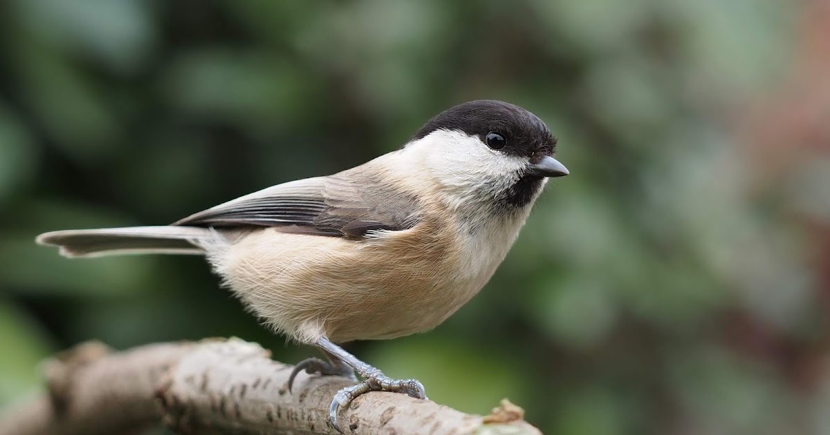 Variety of Life: Paridae