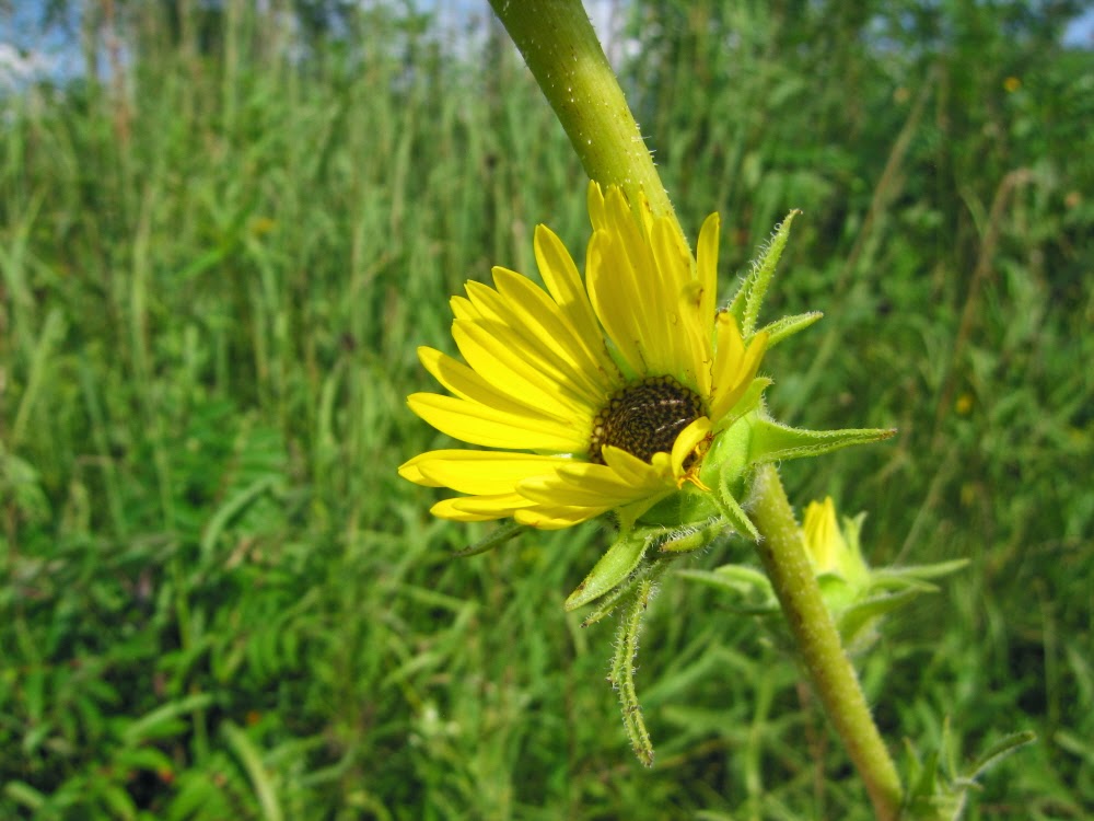 The Lucas Countyan: Prairie compass, prairie sunshine
