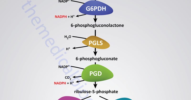 Metabolismo de carbohidratos: Vía de las pentosas