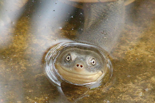 ezhan-artwork: Bila Haiwan Tersenyum Riang