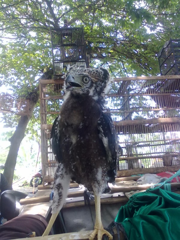 ELANG JAWA SI BURUNG BONDOL BERJAMBUL | Mus Jono Blog