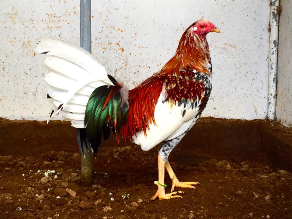 GAME FARM EL DESTIERRO FARM GRANJA DE GALLOS IMPORTADOS GALLOS GREY CON ...