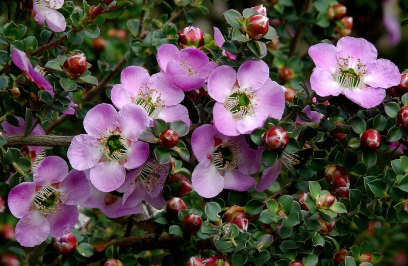 Flowers: Leptospermum