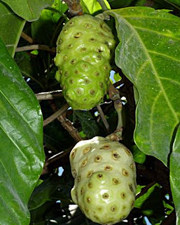 Healthy Living by Nature: Benefits of Noni