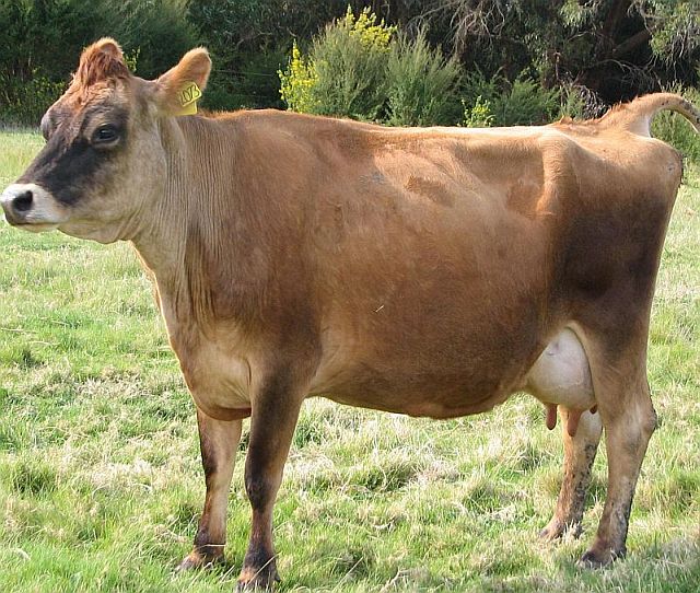 Free Range Eggs: New house cow to provide all our milk, cream and butter