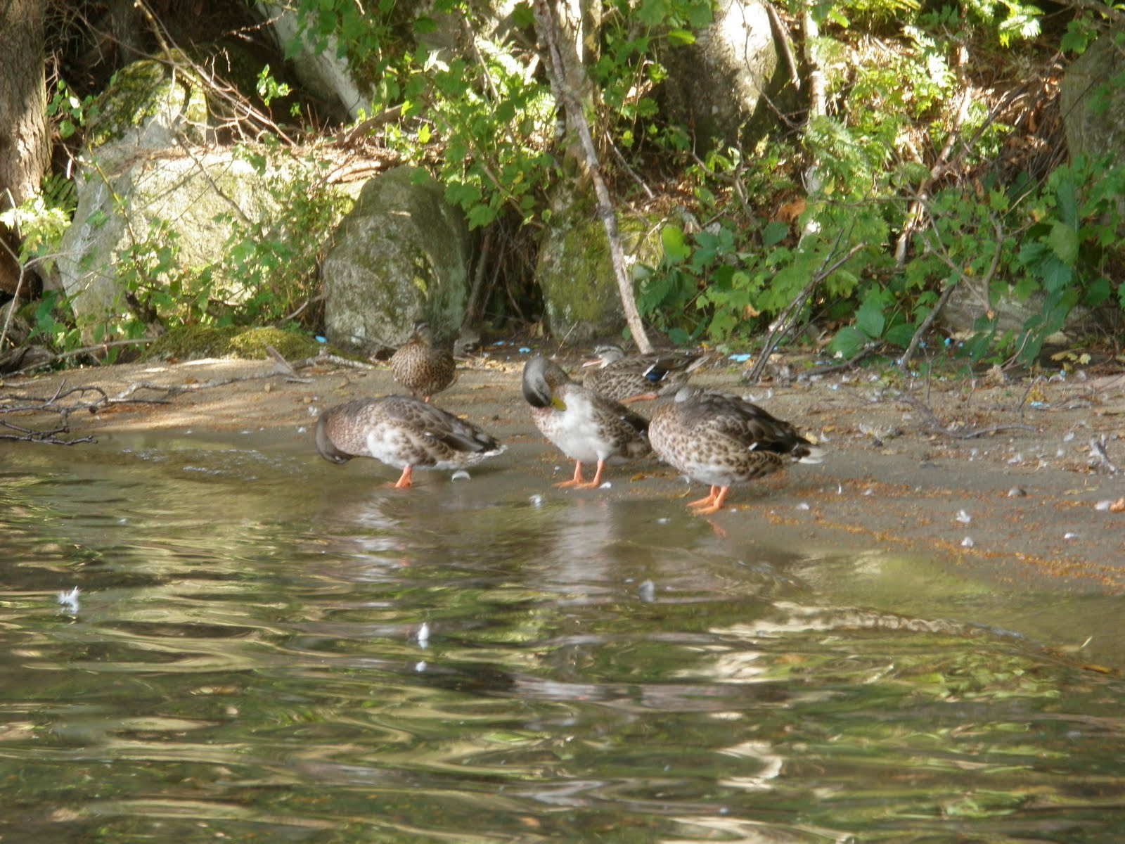 Portaging Adventures in the Adirondacks, NY with the awesome Malestrom ...