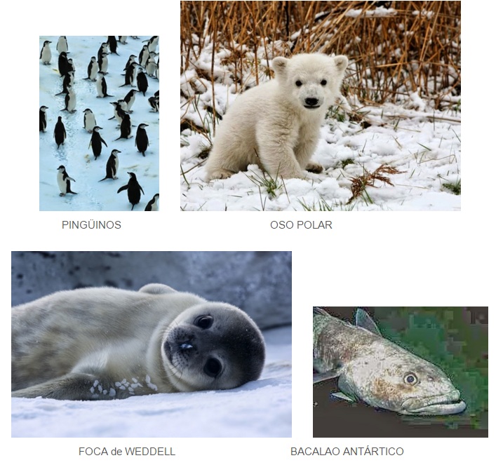 ZIZUR - CIENCIAS DE LA NATURALEZA 2º ESO: BIOMAS TERRESTRES