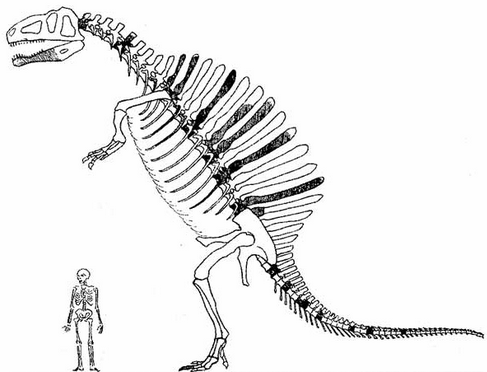 Spinosaurus: The New Evidence. | Vu Rhode Island