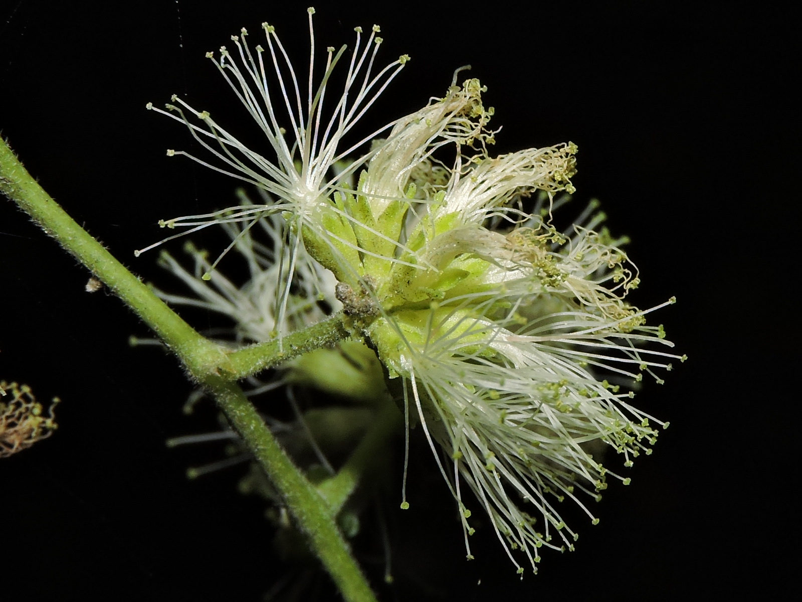 The Flowering plants (Leguminosae - Fabaceae): Fabaceae ...