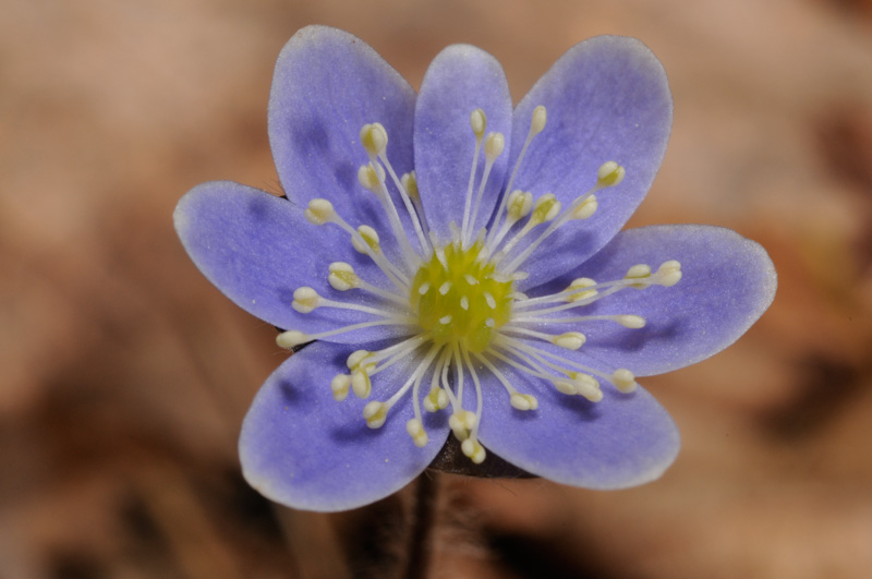 Wildflower Ecology: Round-lobed Hepatica