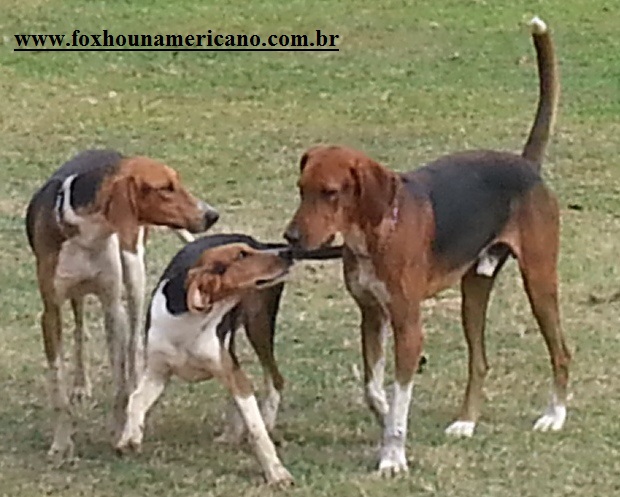 Canil dos Mota: "Apollo" neto de Modelo, filho de Apoema x Cuiabá ...