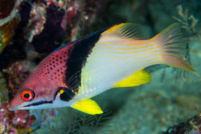IKAN LAUT ASLI INDONESIA: Keling