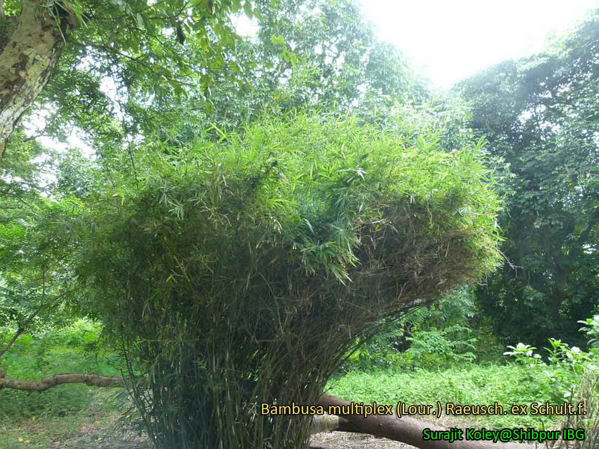 Medicinal Plants: Bambusa multiplex