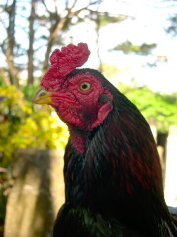 Fighting Rooster: Rampuri asil