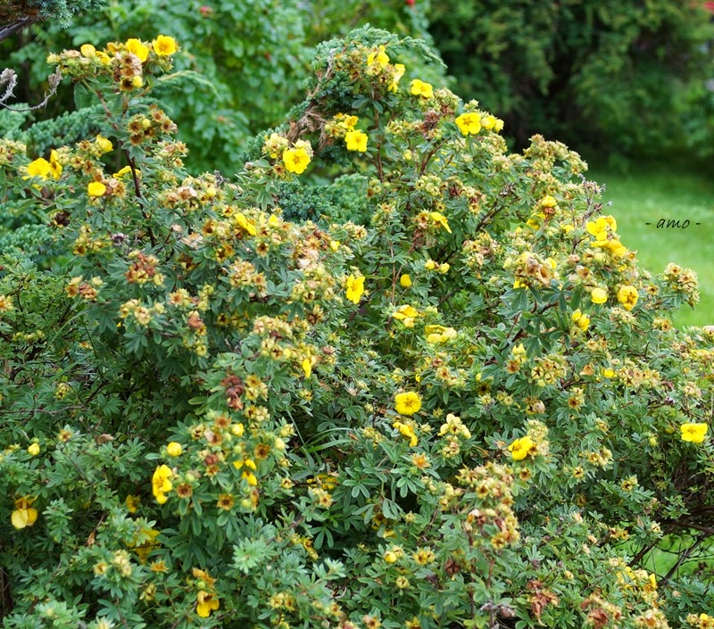 amo sin blogg: X-faktor blomster: Gul