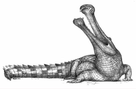 JURASSIC GIANTS: SARCOSUCHUS:THE SUPERCROC