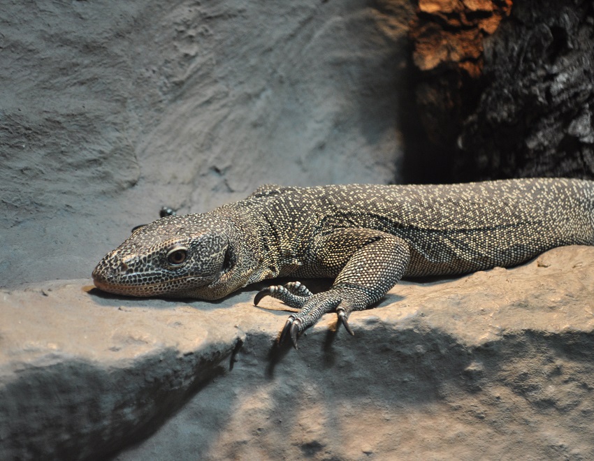 ZOOTOGRAFIANDO (6.100 ANIMALS): VARANO TURQUESA (Varanus caerulivirens)